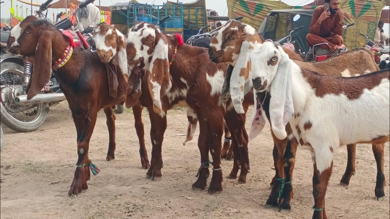 bakra mandi ki update betal bakray 03444168280 Arslan goats foram ...