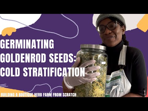 Where Can I Get Goldenrod Seeds To Plant