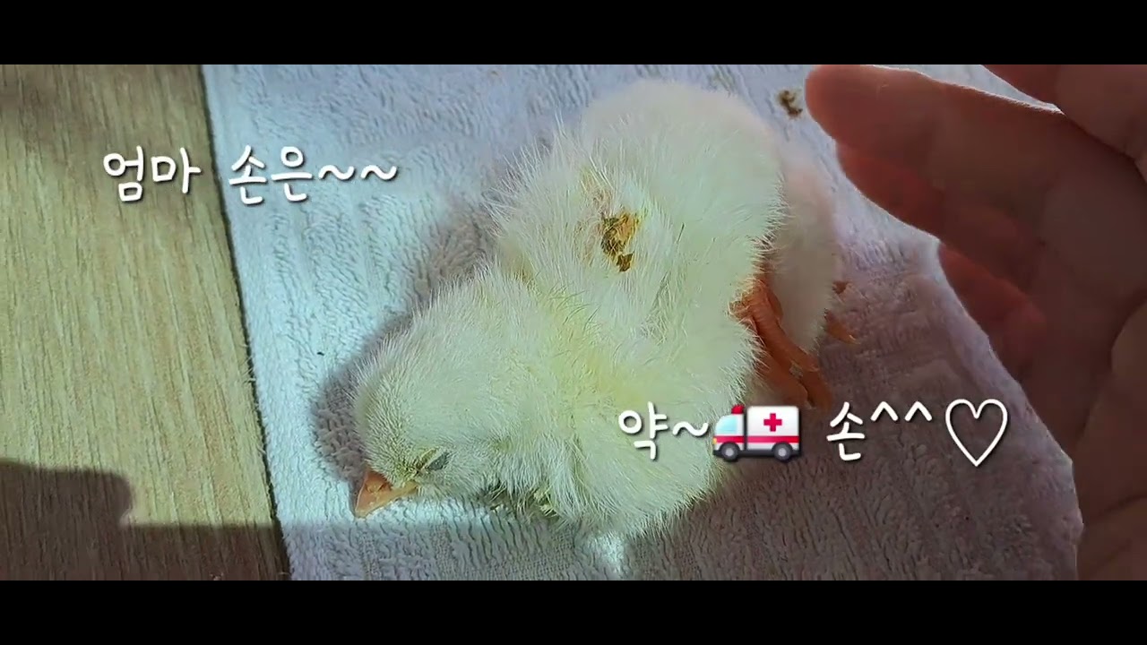 피곤한 생후 2일차 a two-day-old tired chick - YouTube
