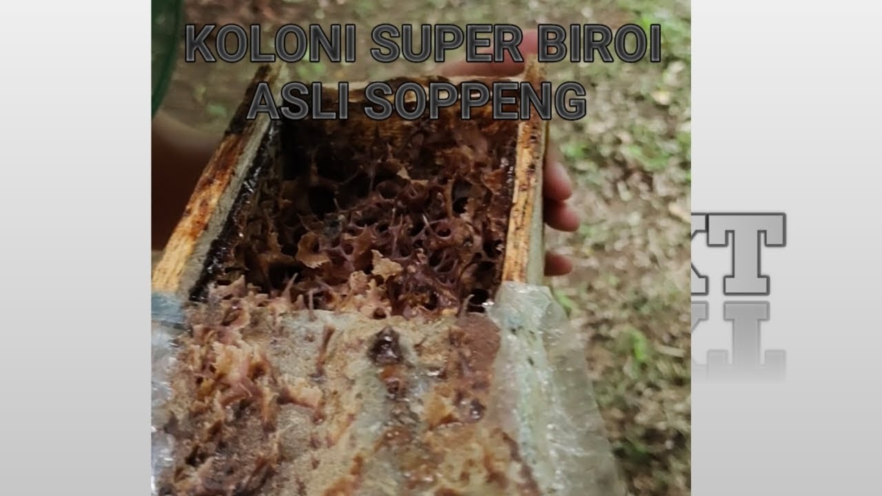 unboxing lebah klanceng trigona biroi - YouTube