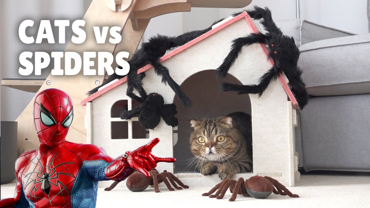 Cat Challenge | Cat Vs Giant Spider: Scared Cats Wrapped In Spider Web ...