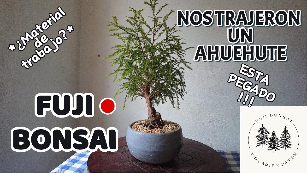 Nos trajeron un ahuehuete para hacer lo bonsái desde CERO :0 - YouTube