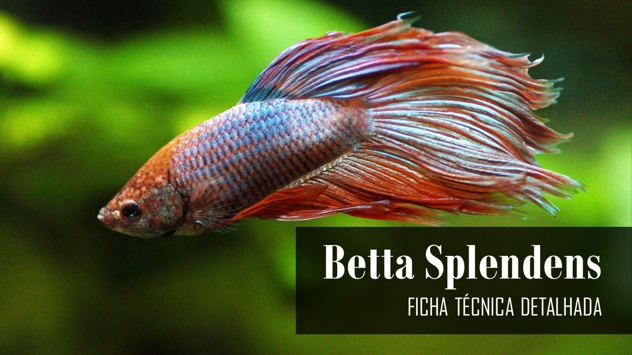 ️ BETTA SPLENDENS - GUIA COMPLETO: ESPÉCIE, PARÂMETROS, AQUÁRIO E DICAS ...