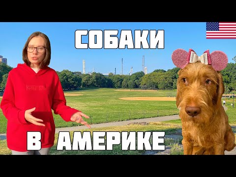 Собаки в США | Гуляем по Нью-Йорку, Центральный парк | Жизнь в США