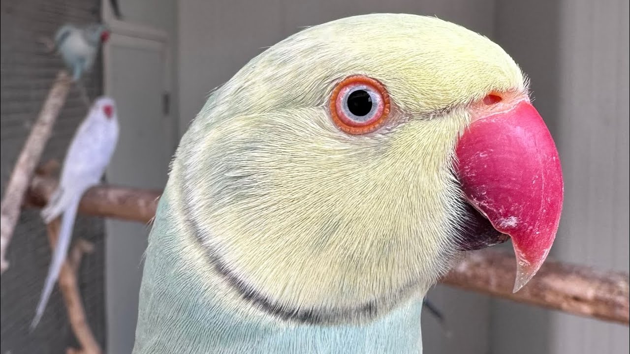 Ringneck Rare Mutations Youtube