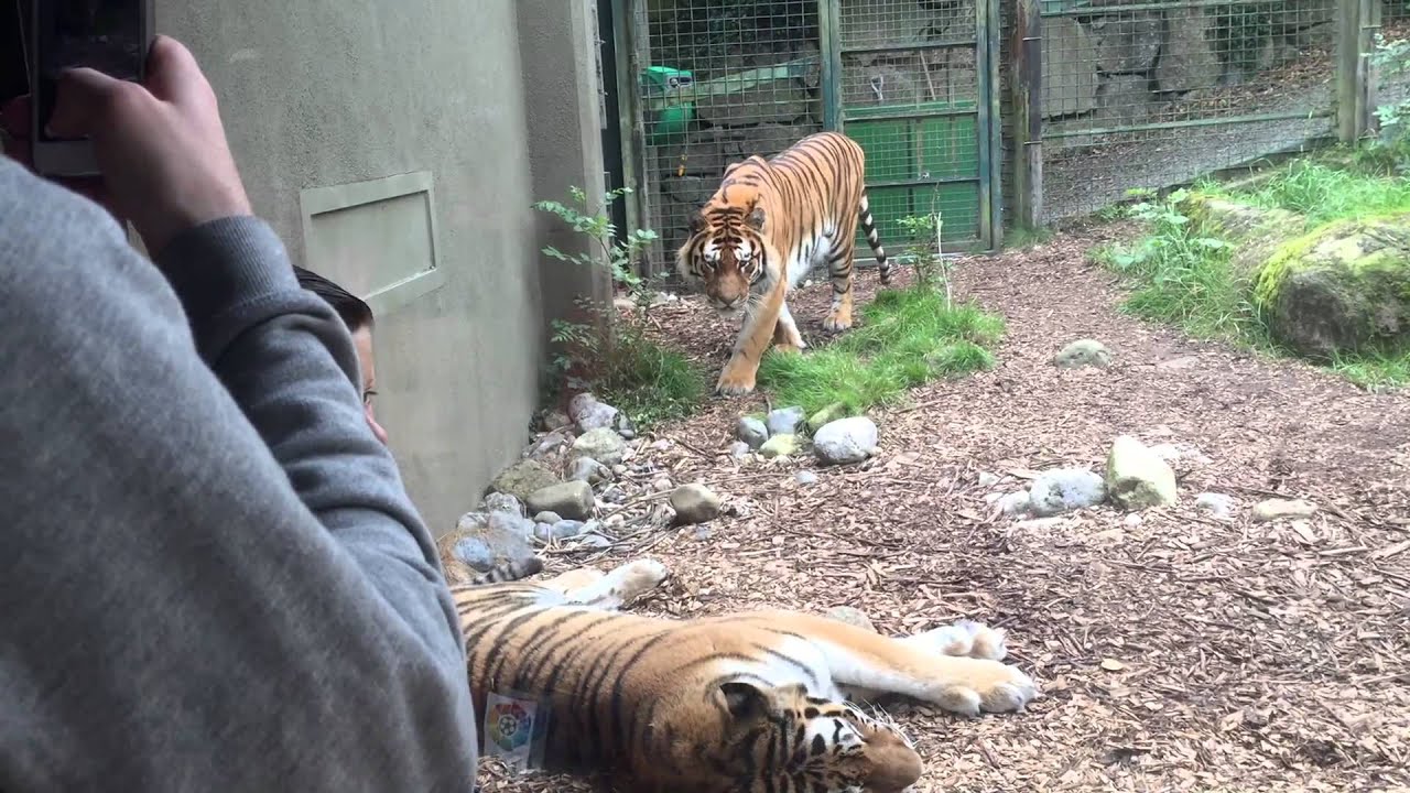 Tiger attack in Dublin Zoo - YouTube