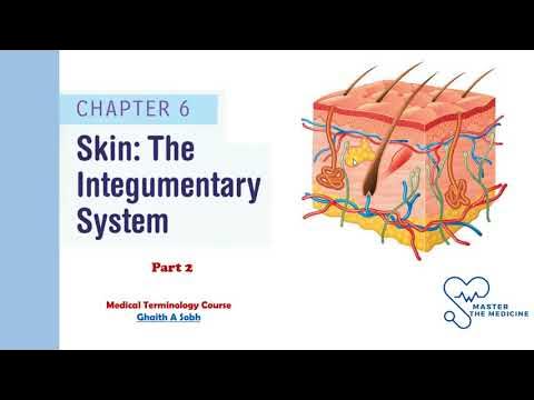 Medical Terminology - Chapter6 - Skin/The Integumentary System Part2 ...