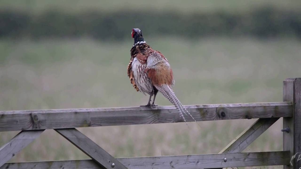 Pheasant call - YouTube