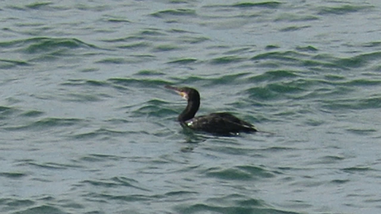 Corvo-marinho-comum /Great Cormorant (Phalacrocorax carbo) na Costa da ...