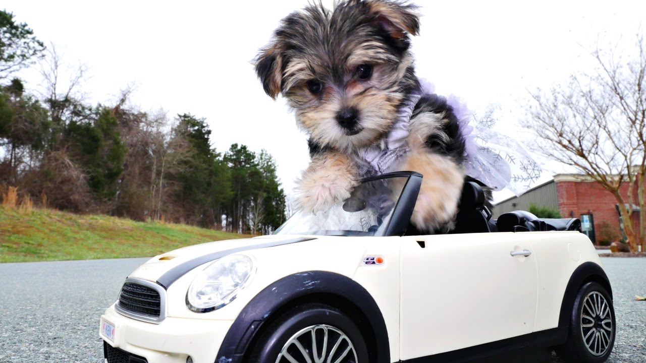 Elsa y Anna de Frozen nos Presentan a Zumi La Nueva Cachorrita de el ...