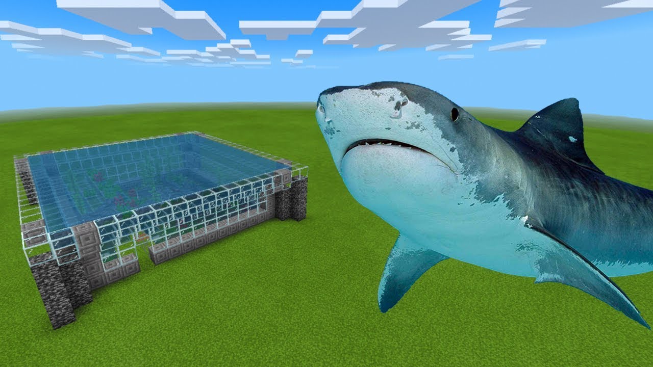 How To Make a TIGER SHARK FARM in Minecraft PE - YouTube