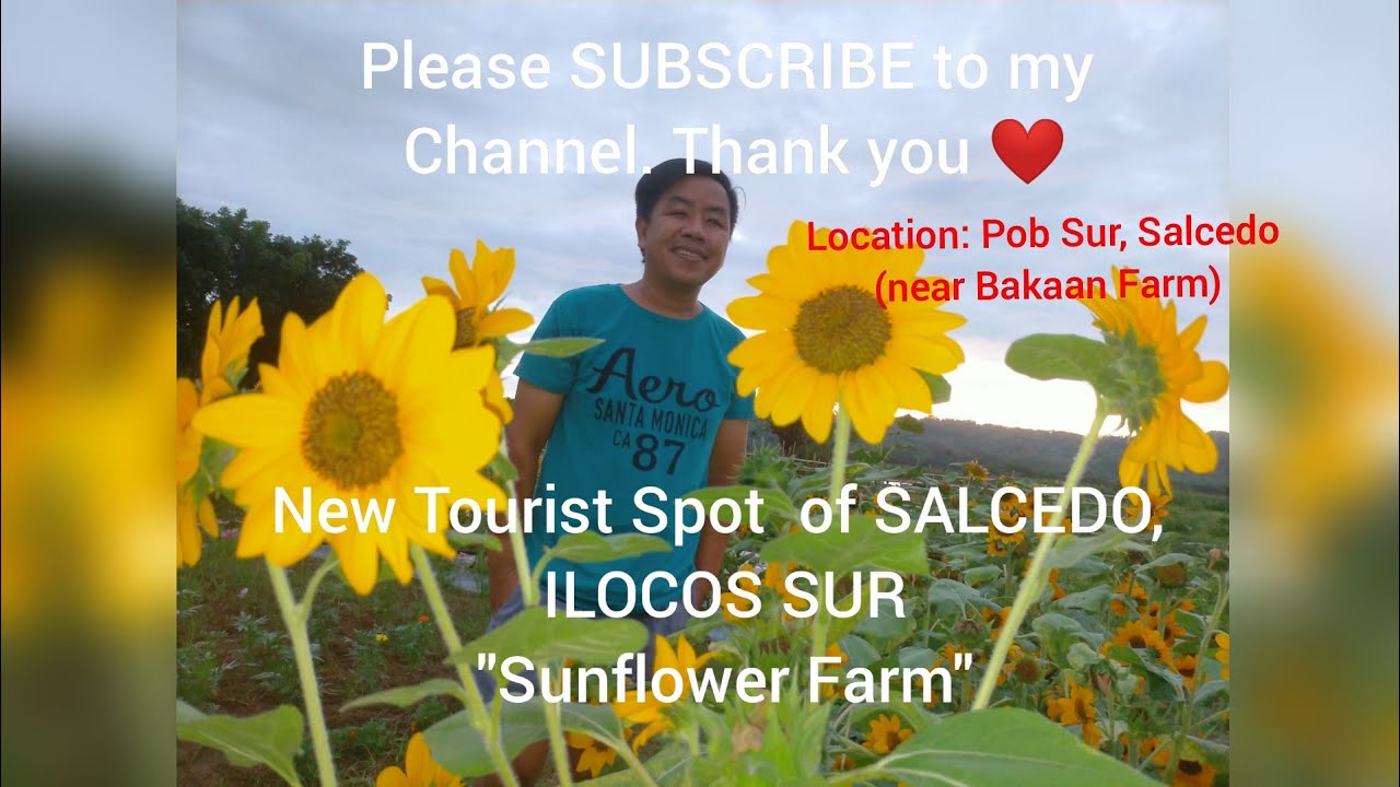 Salcedo Sun Flower Farm, New Tourist Spot in Ilocos Sur - YouTube
