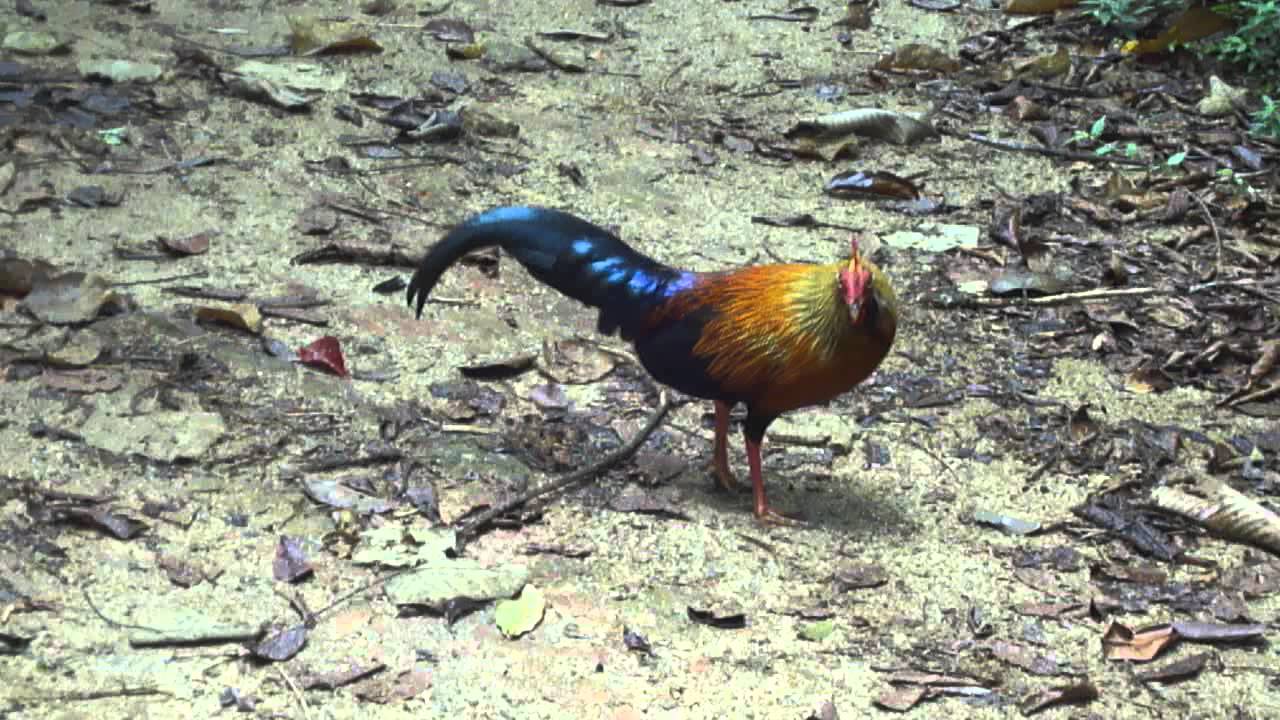 Walikukula - YouTube