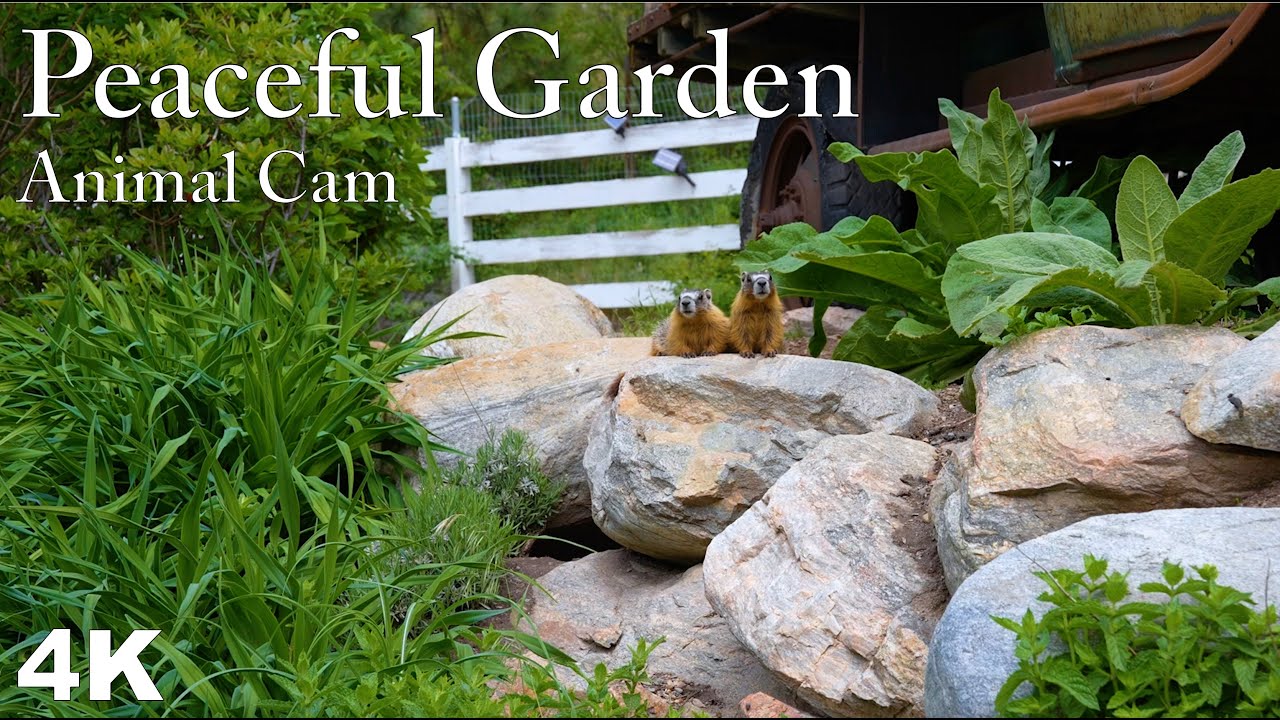 4K Garden Ambience with Animals and Bird Sounds | 3 Hours Relax, Study ...
