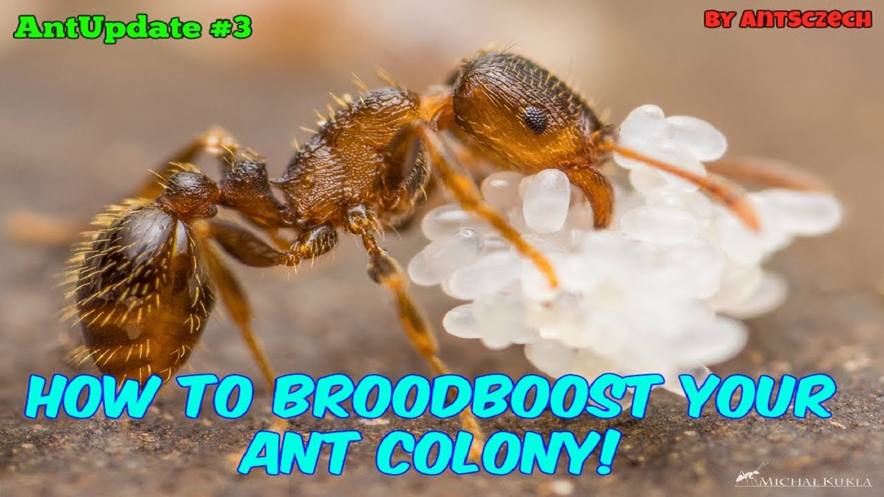 AntUpdate #3 - How to BroodBoost your ants! - YouTube