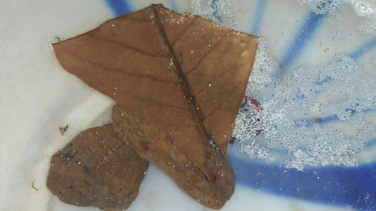 Beta Breading Process - YouTube