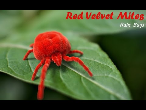 Red Velvet mites(Rain Bugs)| Love story of red velvet mite | Mostly ...