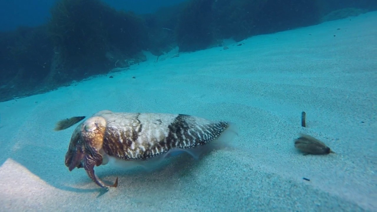 MENORCA SCUBA DIVING APRIL 2017 - YouTube