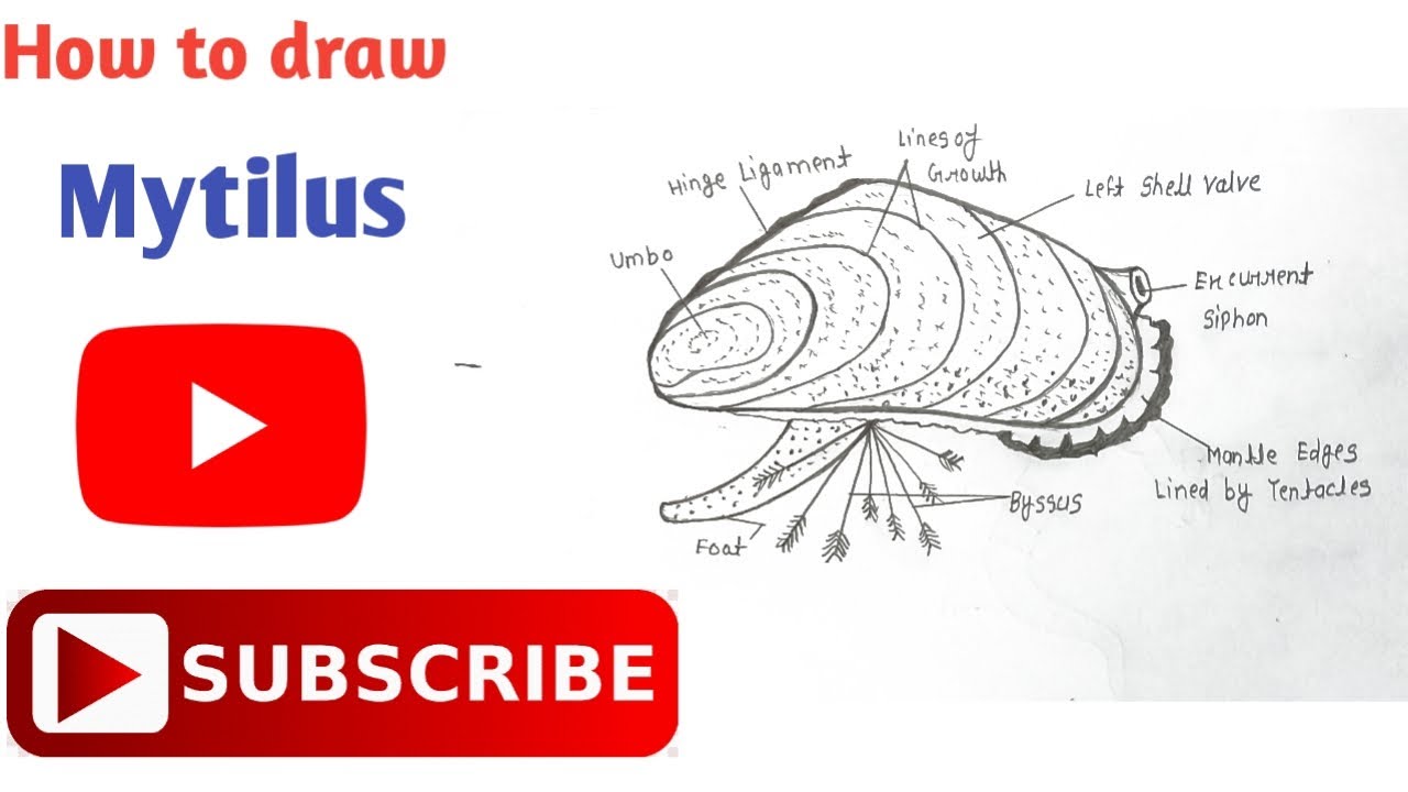 How to draw Mytilus Diagram || माइटिलस का चित्र || Phylum- Mollusca ...