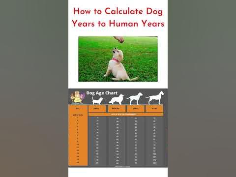 How to Calculate Dog Years to Human Years#shorts #dog - YouTube