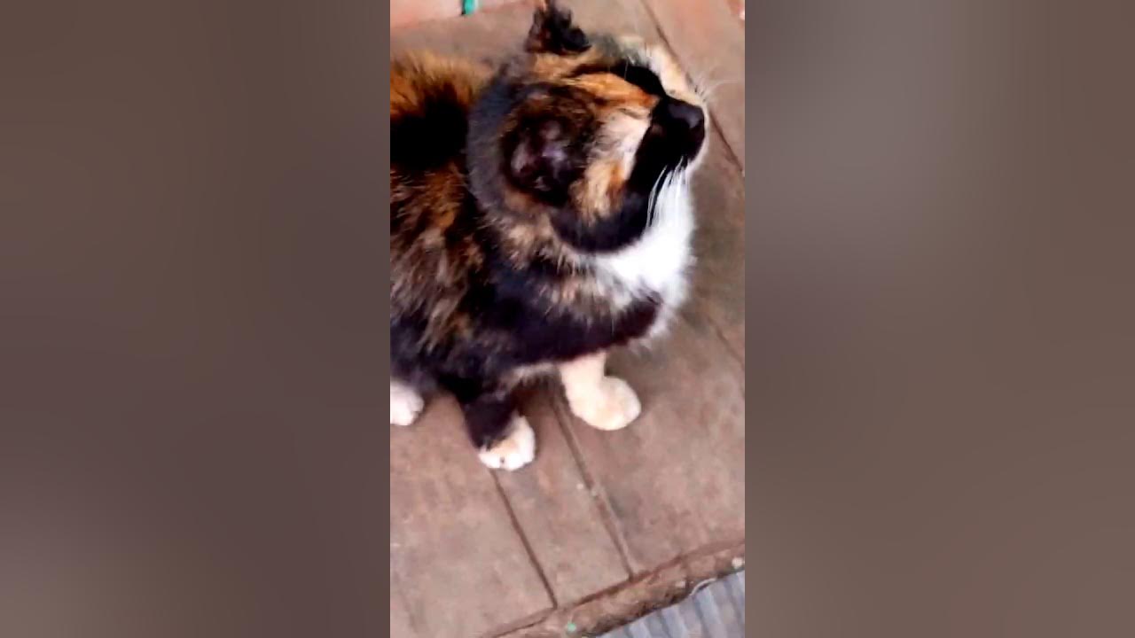 Кошка тигра за кадром 3 - YouTube