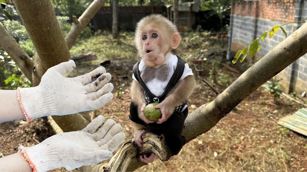 Monkey Kyo is diligent: Eagerly follows Dad to the garden to help ...