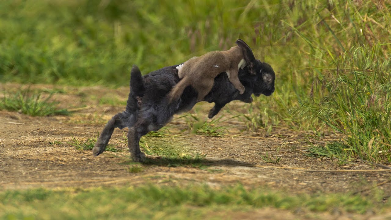 How Stoat Defeated A Rabbit - YouTube