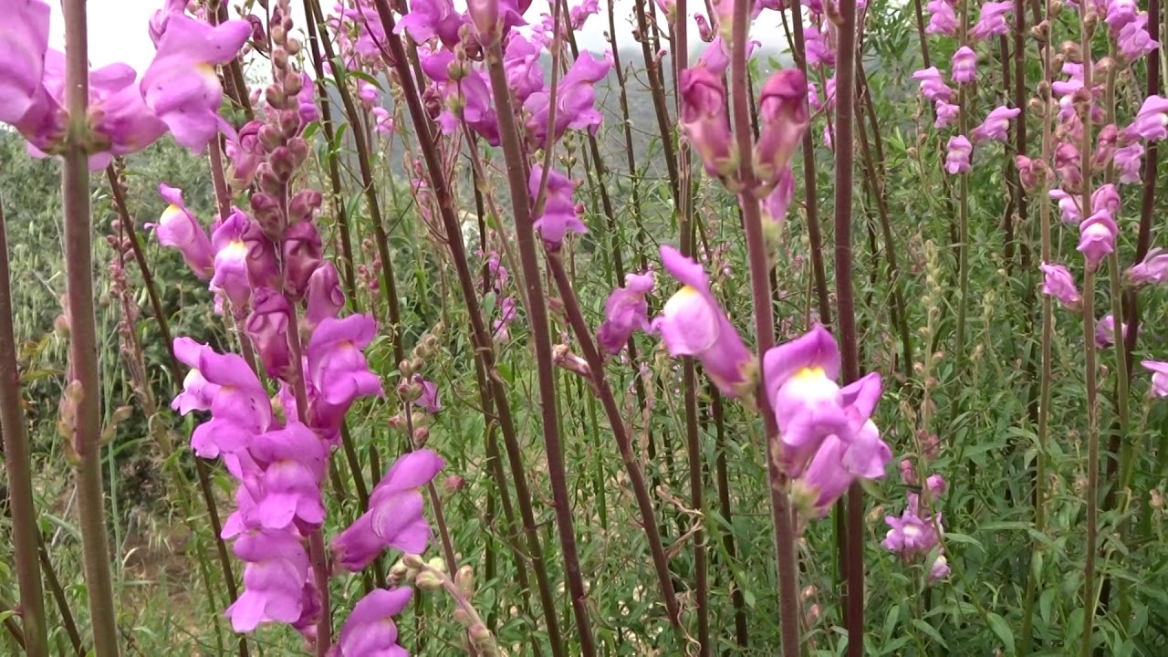 Boca de dragón silvestre: Antirrhinum majus (www.riomoros.com) - YouTube