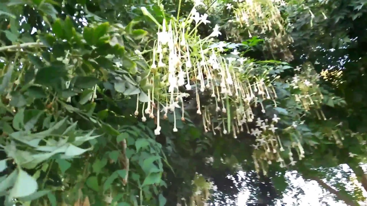 Panneer Pushpam 2 (பன்னீர் புஷ்பம் 2) - YouTube