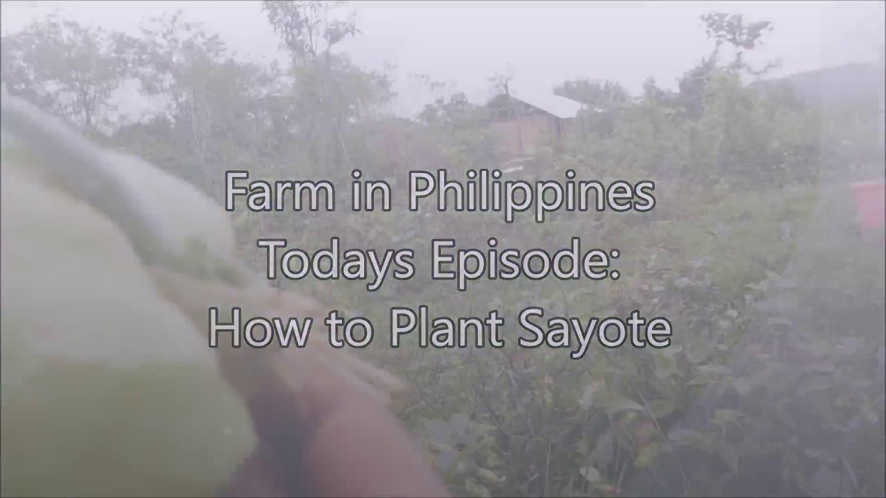 How to plant Sayote - YouTube