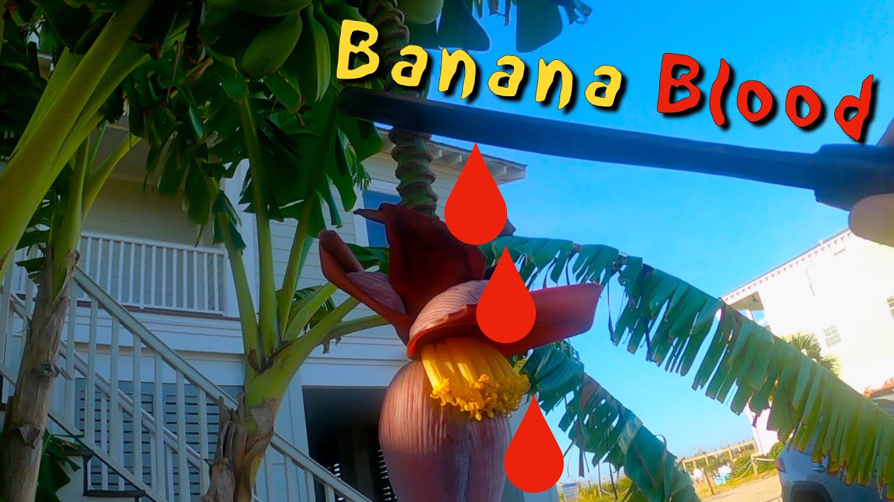 I Drink BANANA BLOOD? (Hardy Banana Growing Tips) - YouTube