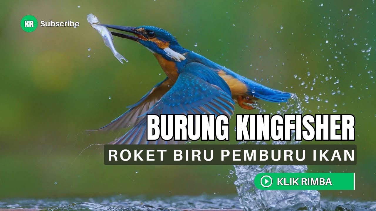 Kingfisher, Burung Roket Pemburu Ikan Yang Jenius Dikenal Dengan ...