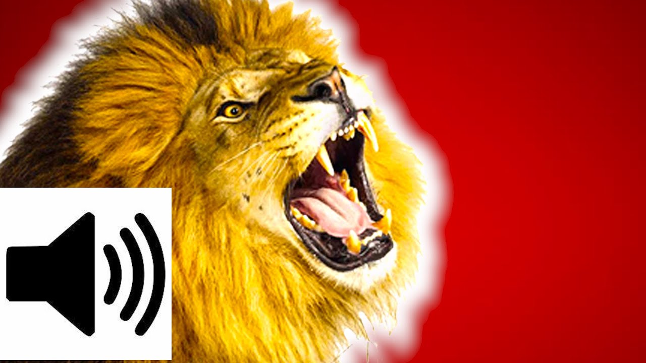 EPIC LION SOUND - YouTube