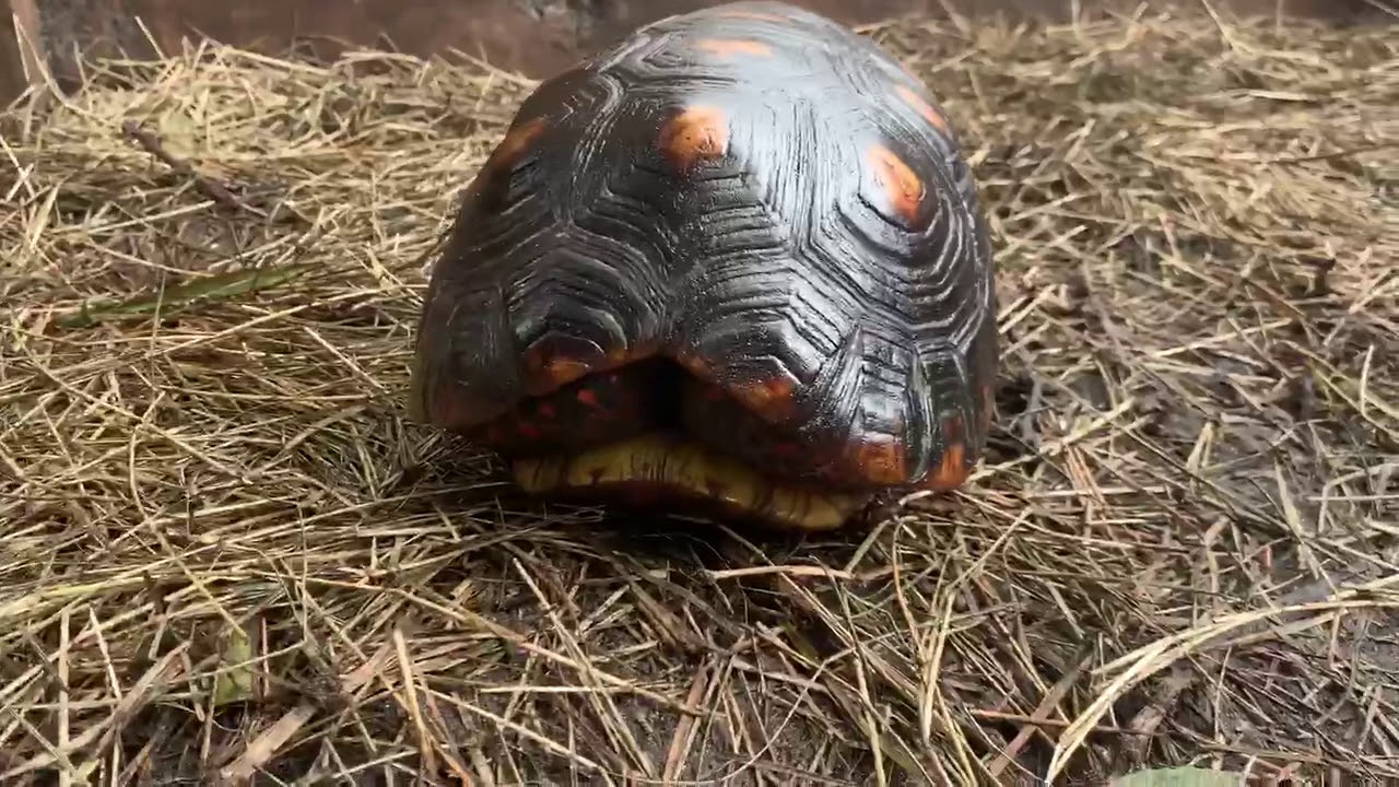 ID49. 10 inch male Andrews Redfoot Tortoise - YouTube