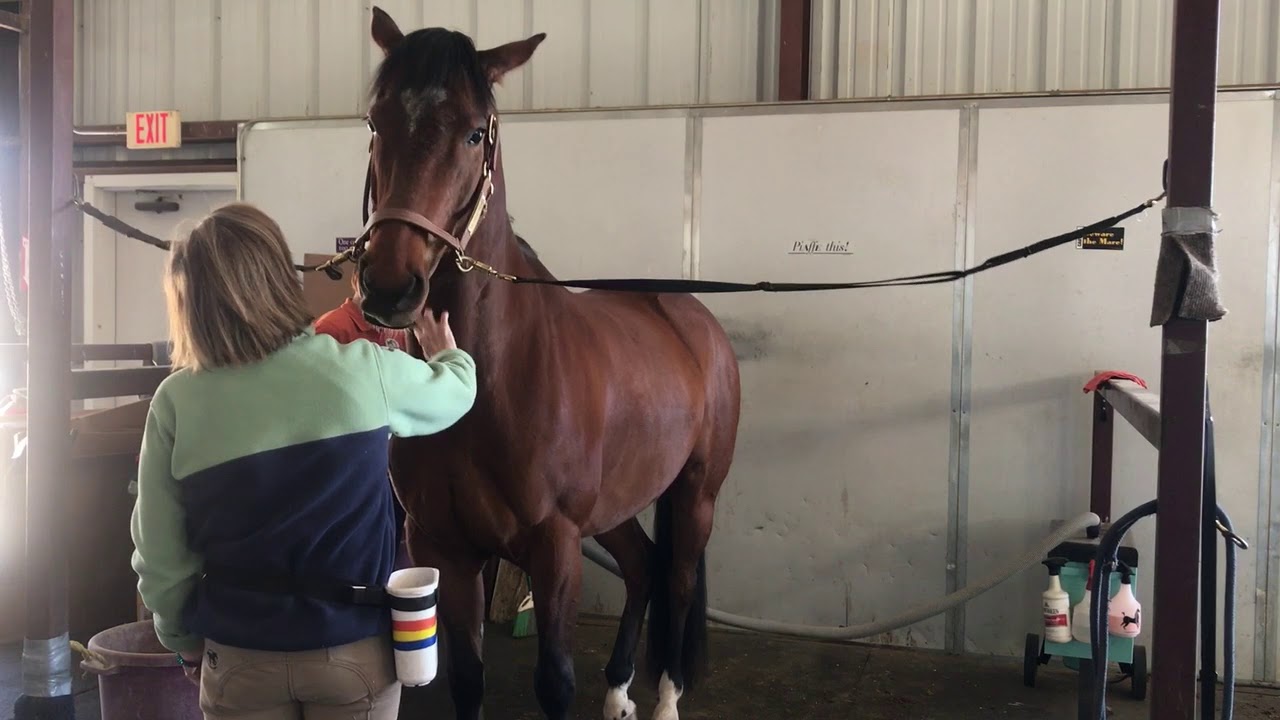 Clicker Training with Horses - Priority to Positive® Desensitizing with ...
