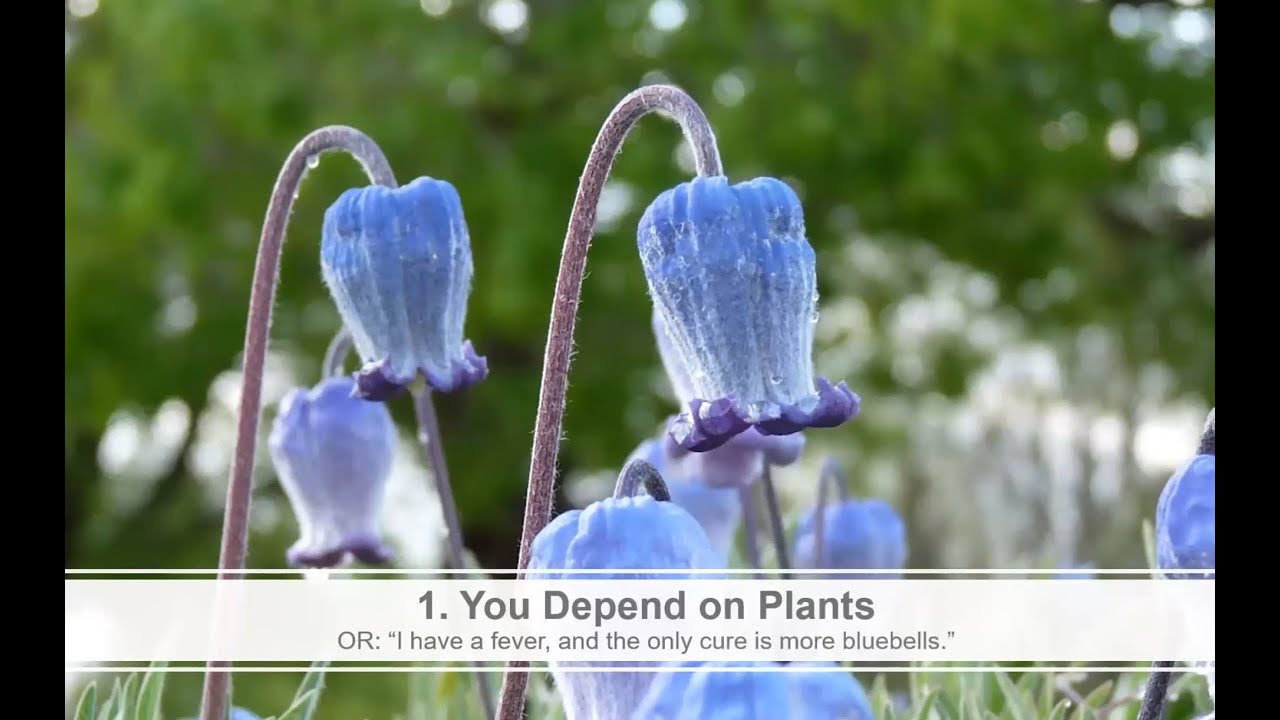 Plant Happiness 7 Things Everyone Needs to Know - YouTube