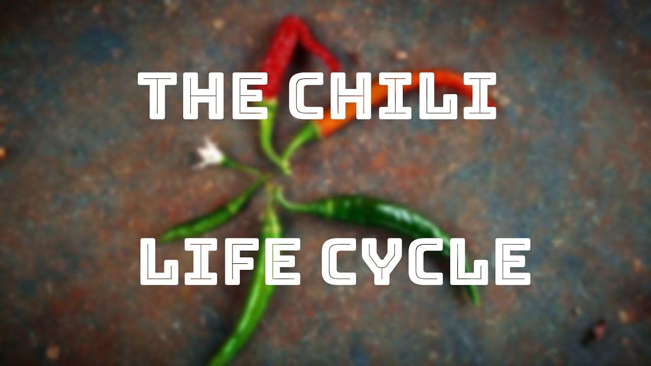 Chili Plant Life Cycle - YouTube