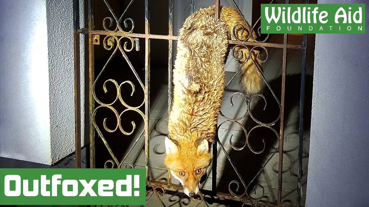Not so cunning! - Fox trapped in a fence (Animal rescue) - YouTube