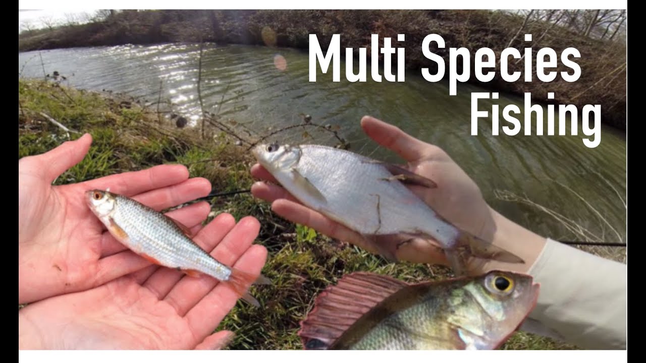 Multi Species FLOAT FISHING - YouTube