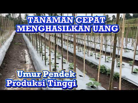PUPUK KOCOR PERTAMA TANAMAN TIMUN SUPAYA TUMBUH JOS