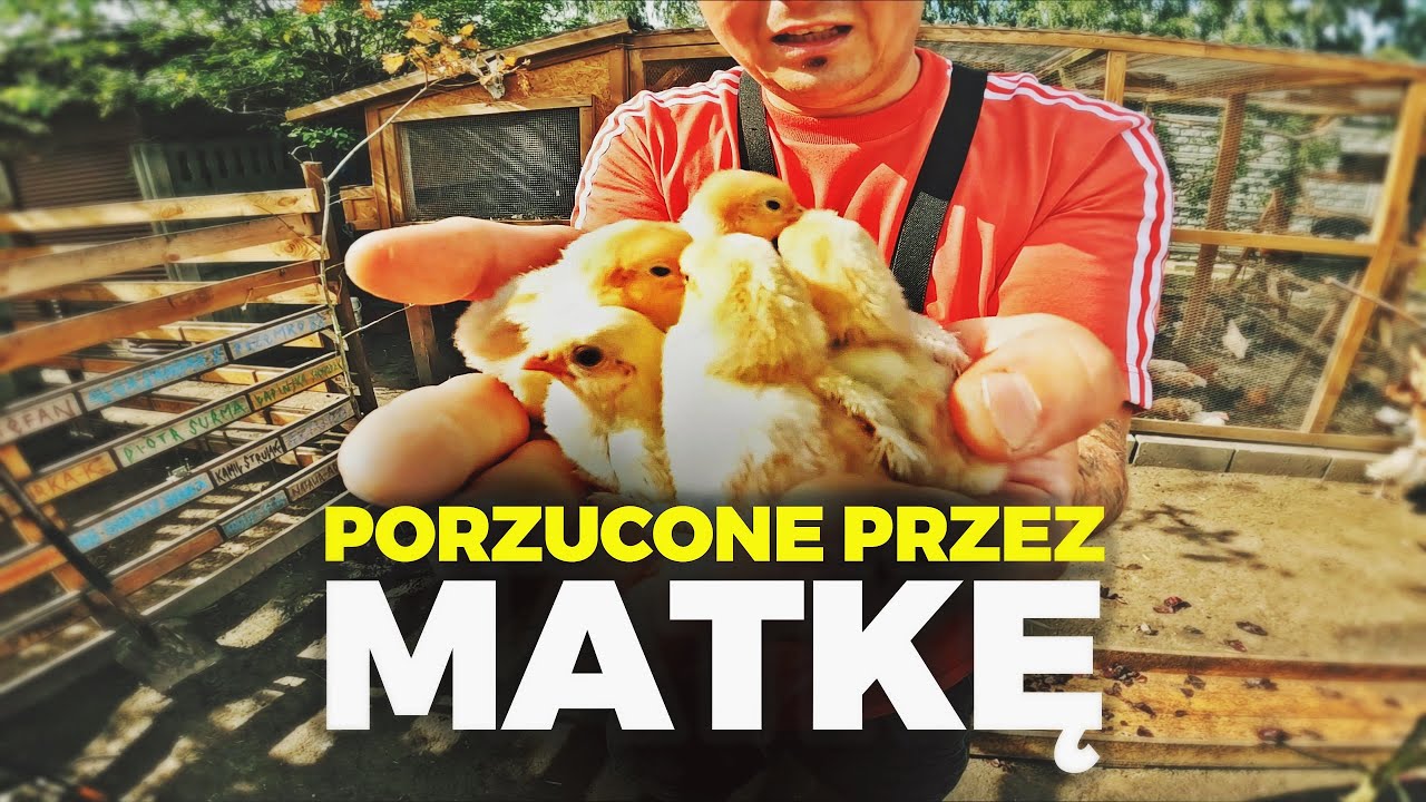 🐣 PORZUCONE PRZEZ MATKĘ 🐣 + świnia chciała mnie zjeść 🐷 MOJE MINI ZOO ...