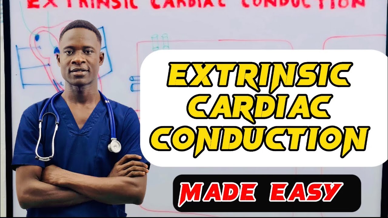 Cardiovascular System | Extrinsic Cardiac Conduction System ...