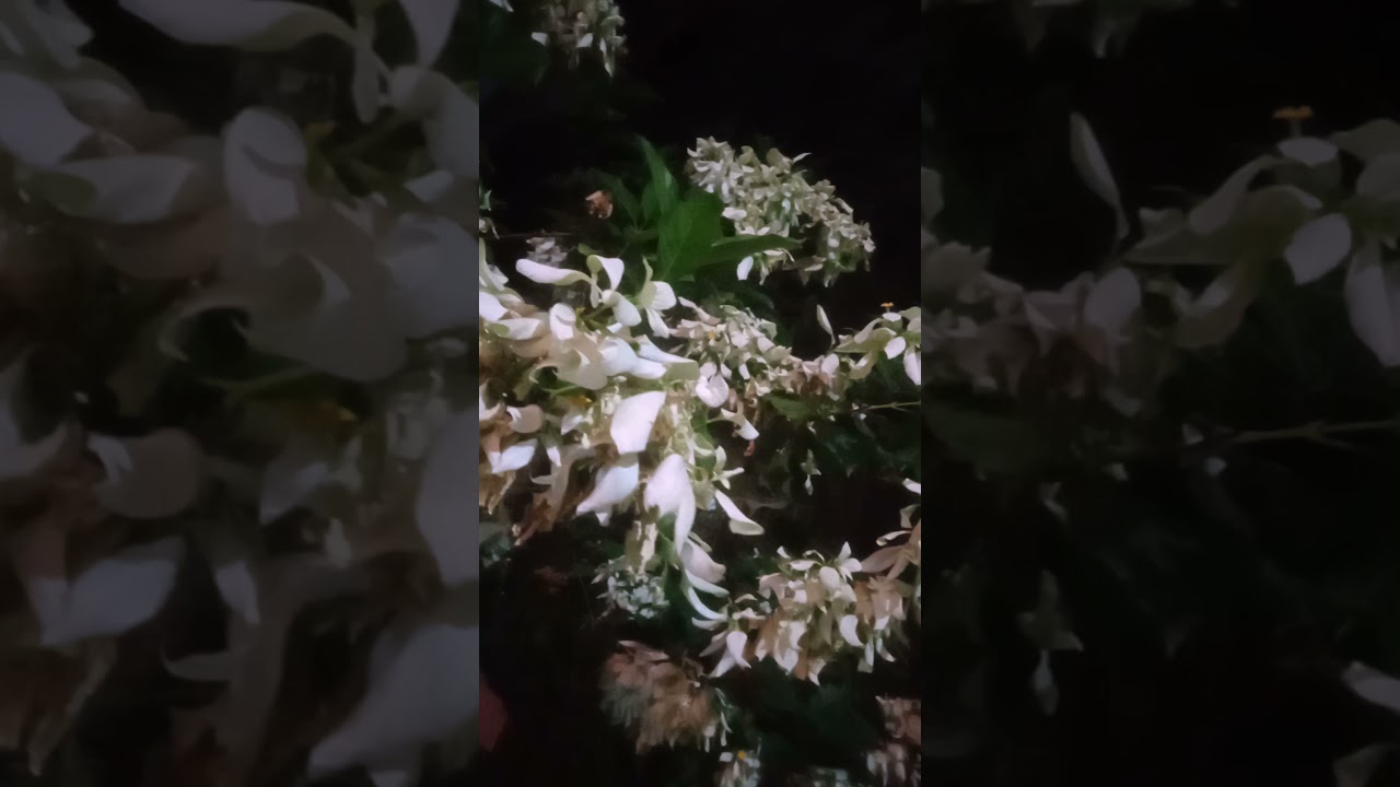 Masunda phool/Flowers/sadhandas - YouTube