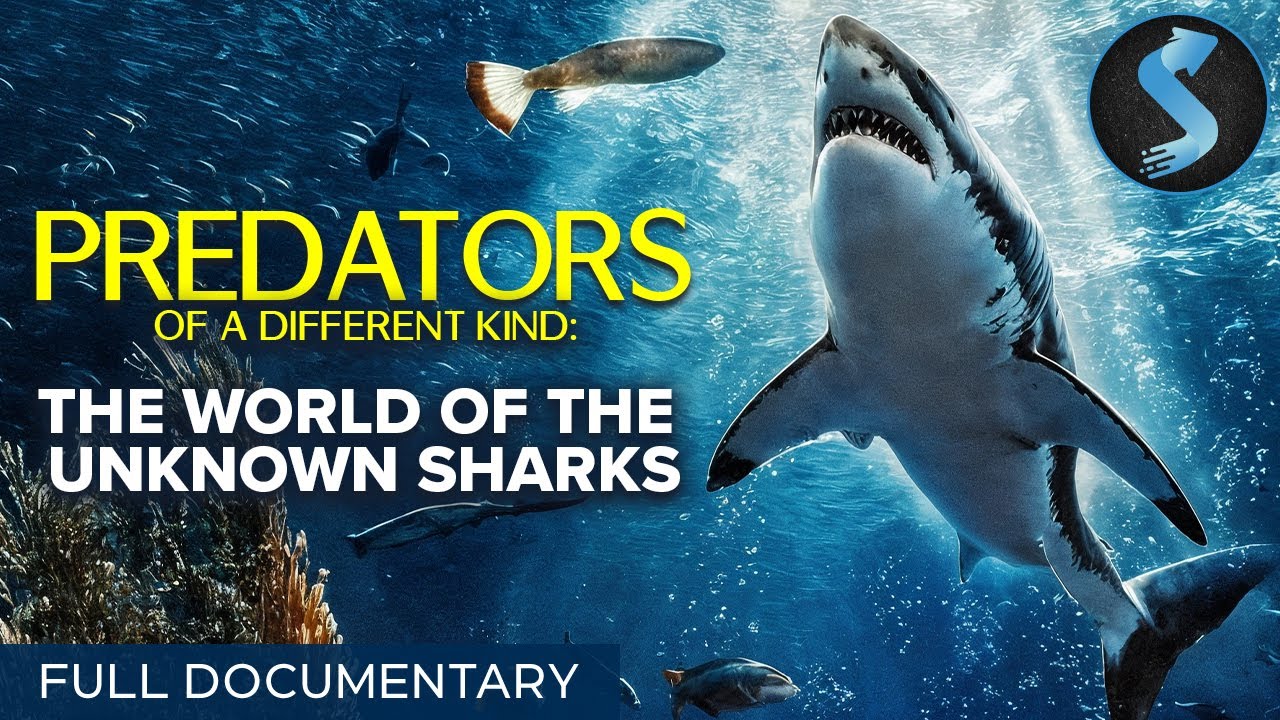 Divers Surrounded by Sharks | Wildlife Documentary | Full Movie ...