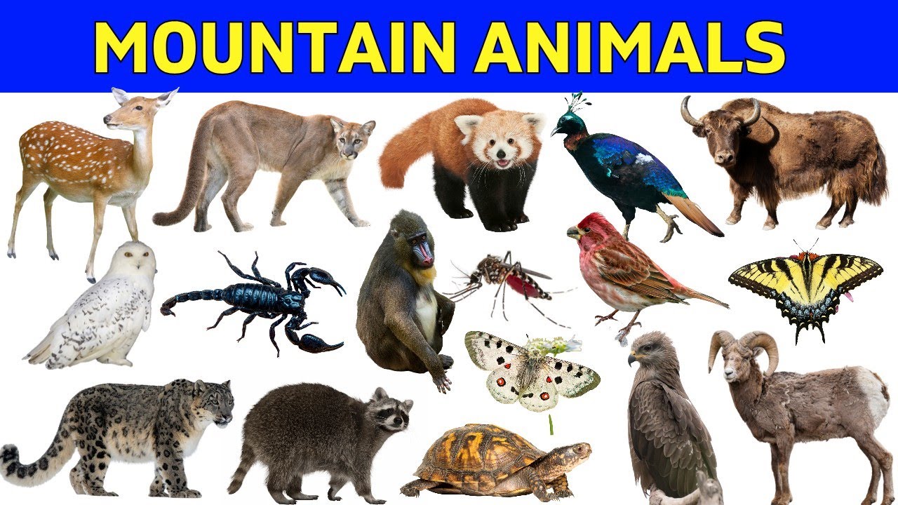 Mountain Habitat Animals With Names