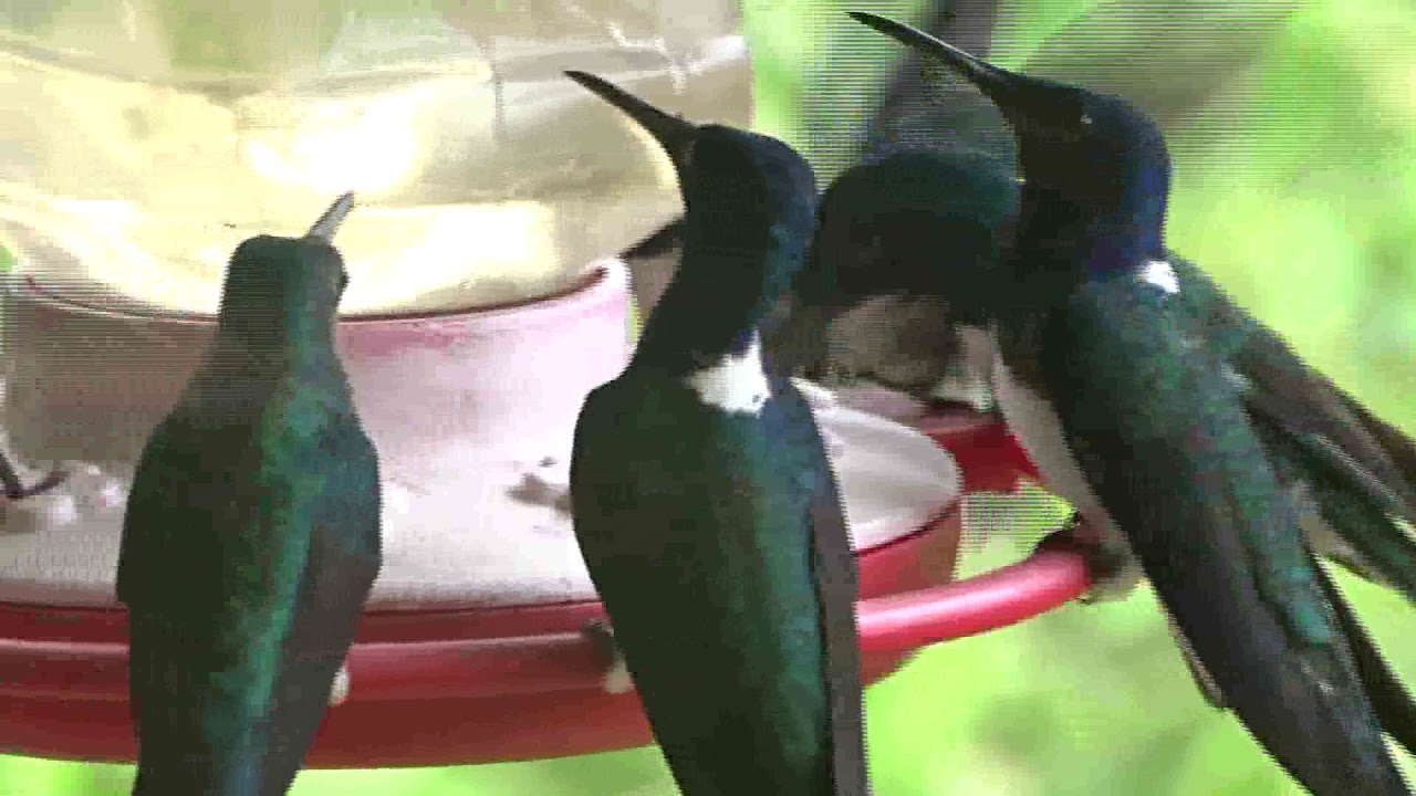 Hummingbirds at Green Hills, Belize - YouTube
