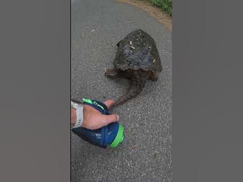Huge Snapping Turtle - YouTube