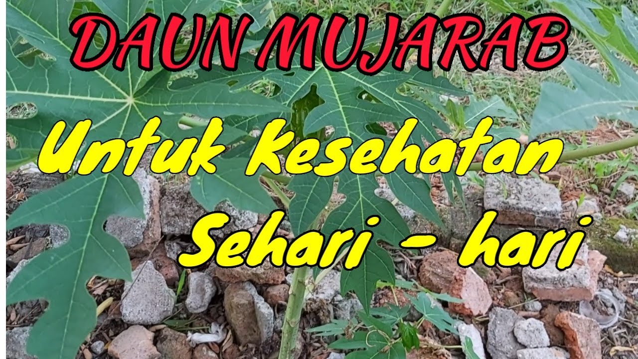 Daun Mujarab Untuk Kesehatan Sehari - Hari ~ Ramuan Desa - YouTube