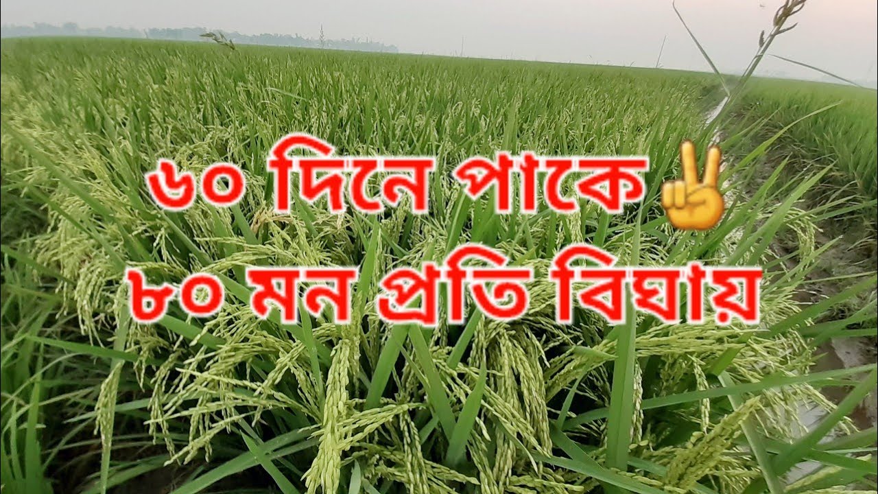৬০ দিনে পাকে । বিঘা প্রতি ৮০ মন ধান । Best Pady 2023 । সেরা ধান ...