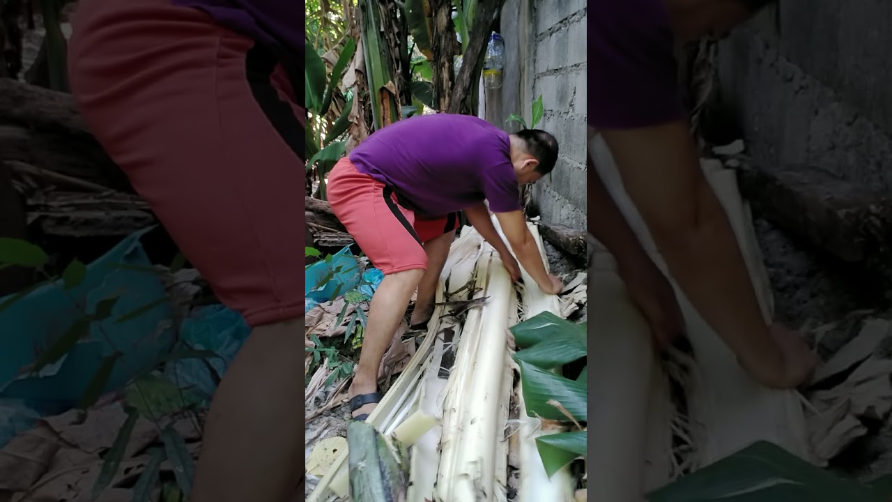 Paano kumuha ng ng Ubod o Ubad ng saging Special ng Luto sa Kalibo ...